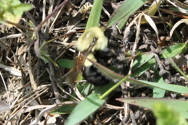 common eastern bumble bee | Project Noah