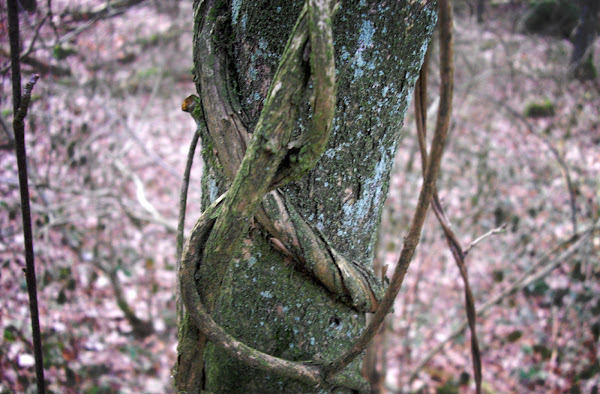 Bindweed | Project Noah