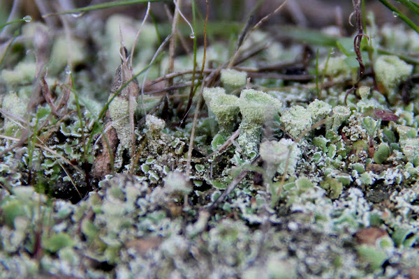 Pixie-cup Lichen | Project Noah