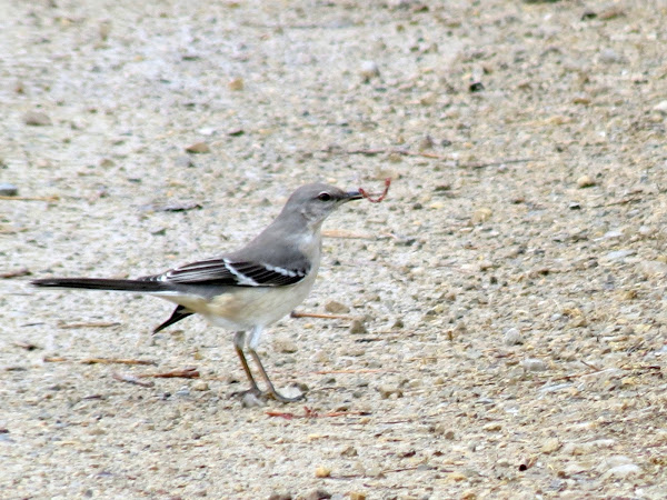 Northern Mockingbird | Project Noah