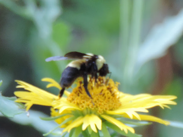 American Bumble Bee | Project Noah