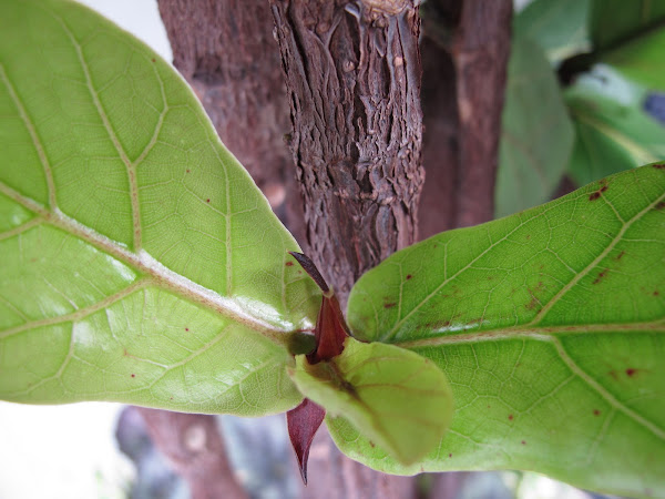 Fiddle-leaf Fig | Project Noah