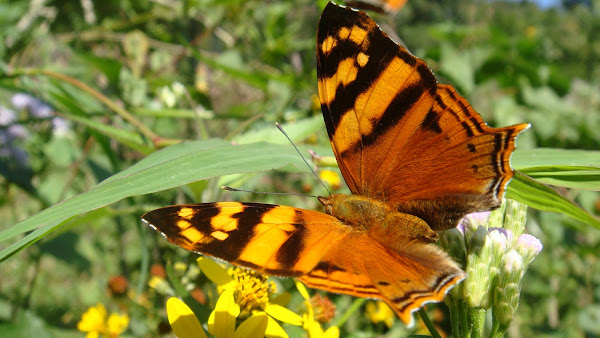 Orange mapwing | Project Noah