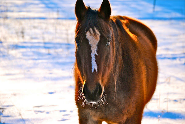 Horses | Project Noah