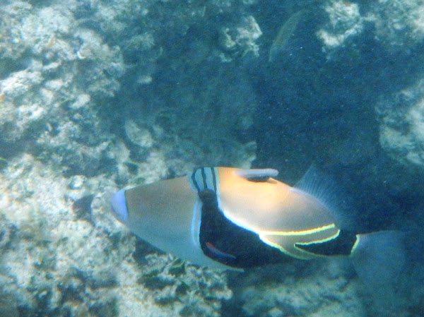 Reef Triggerfish/ humuhumunukunukuapua'a | Project Noah