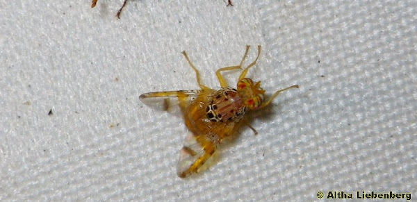 Natal Fruit Fly | Project Noah