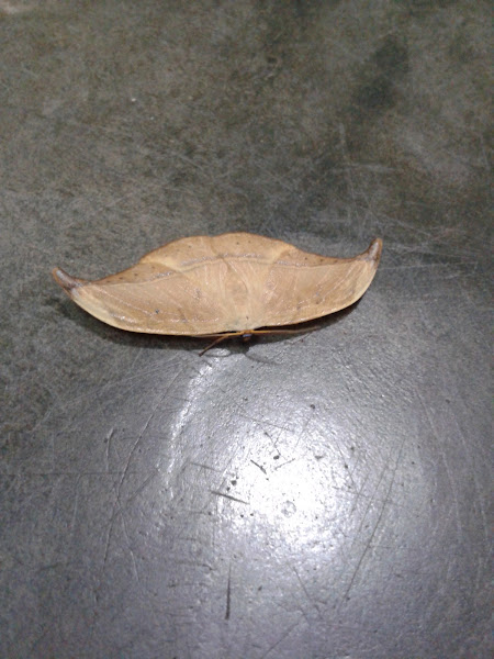 Hook-tip Moth (Drepanidae) | Project Noah