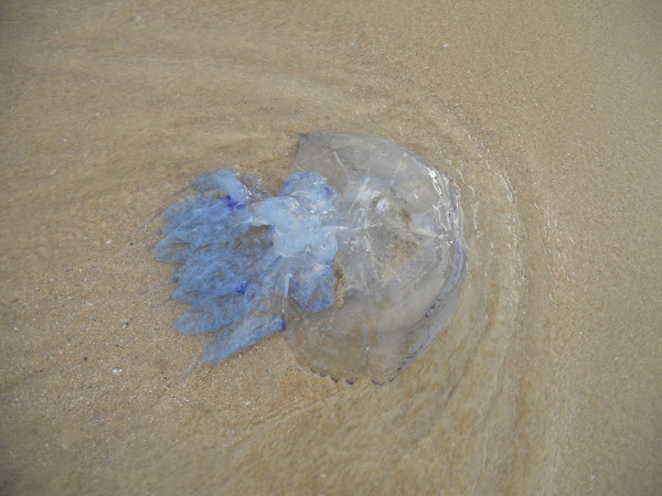 Jellyfish | Project Noah