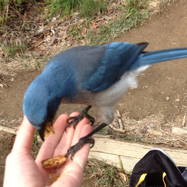 Mexican Jay | Project Noah