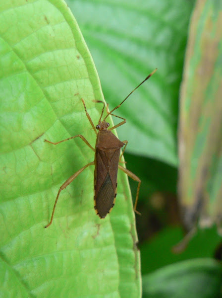 Leaf footed bug | Project Noah