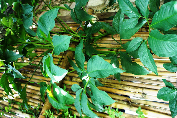 Five Fingers | Project Noah