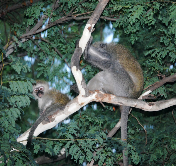 Vervet Monkey | Project Noah