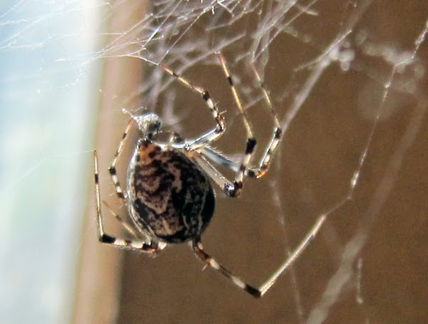 Spider | Project Noah