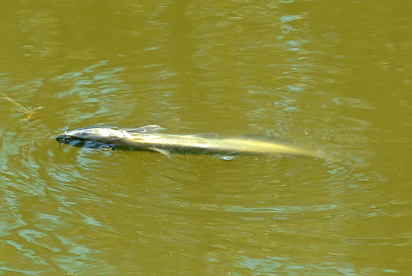 Catfish | Project Noah