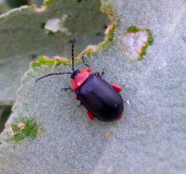 Leaf Beetles - Flea Beetles | Project Noah