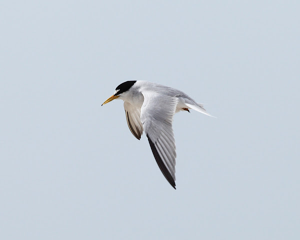 Least Tern | Project Noah