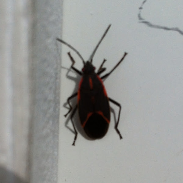 Boxelder Bug | Project Noah