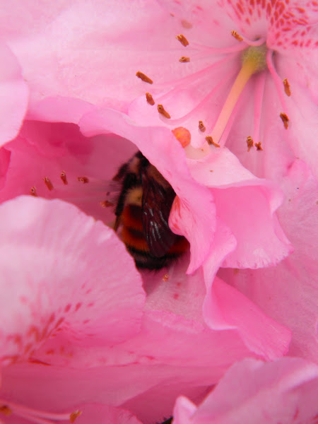 Two Form Bumble Bee | Project Noah