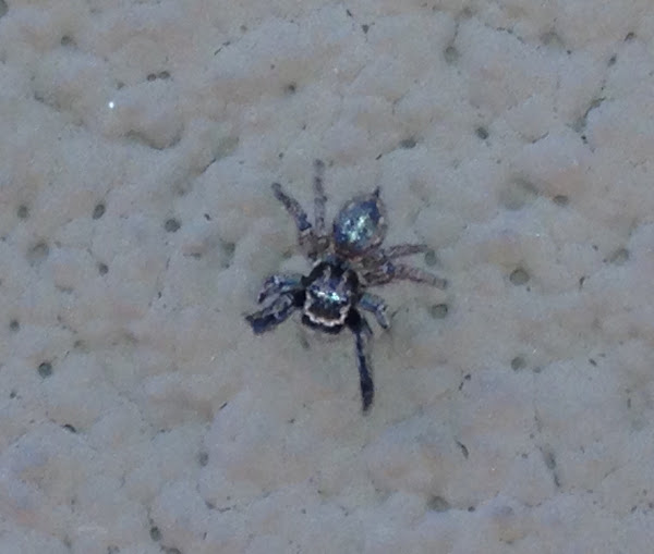 Jumping Spider | Project Noah