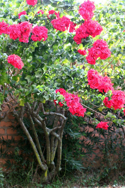 Unknown Flowering Shrub | Project Noah