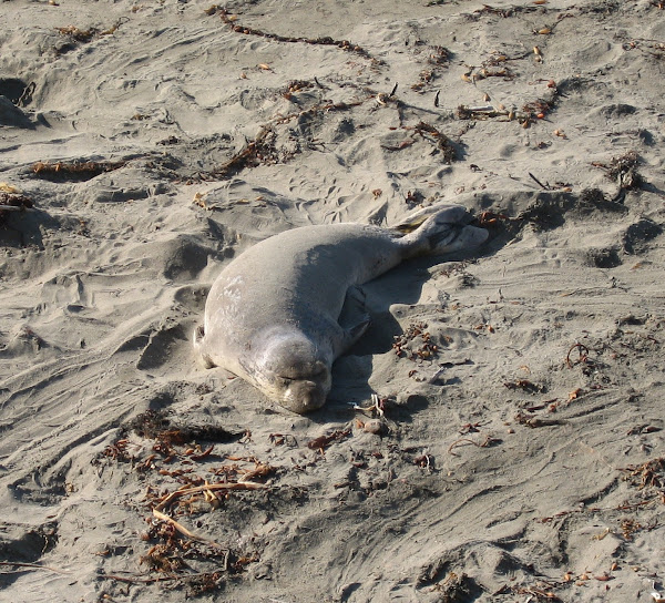 California Seal | Project Noah