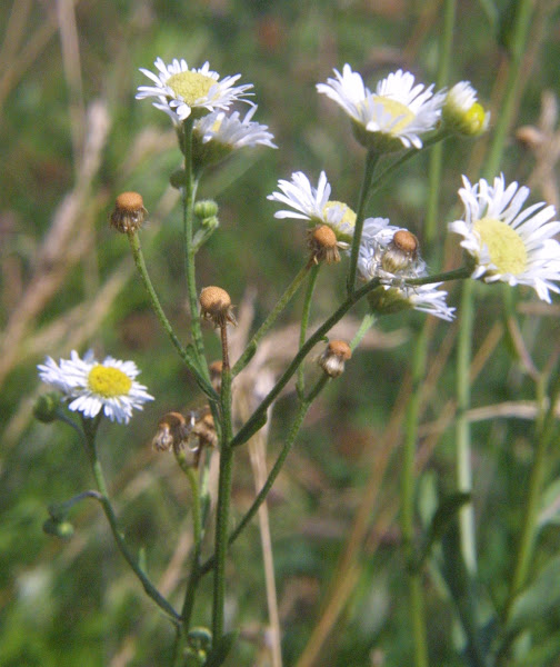 Fleabane | Project Noah