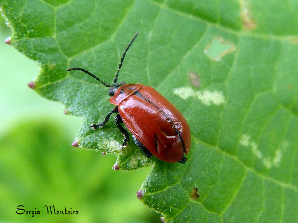 Leaf beetle | Project Noah