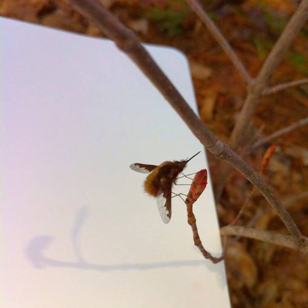 Bee-fly | Project Noah
