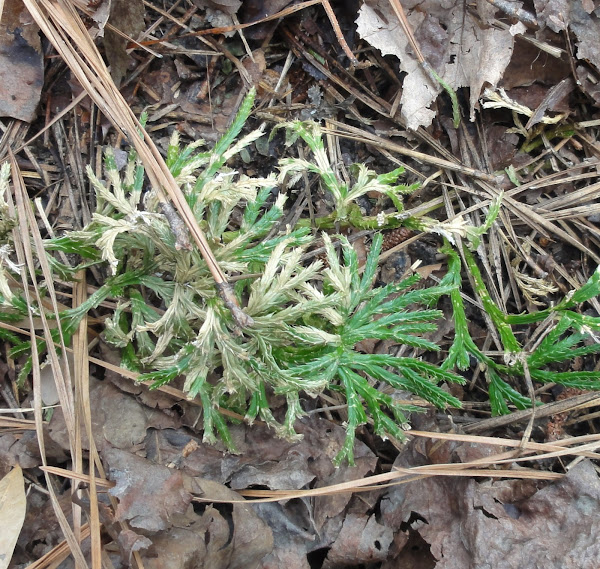 Running Ground Cedar | Project Noah