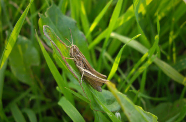 Field Grasshopper | Project Noah