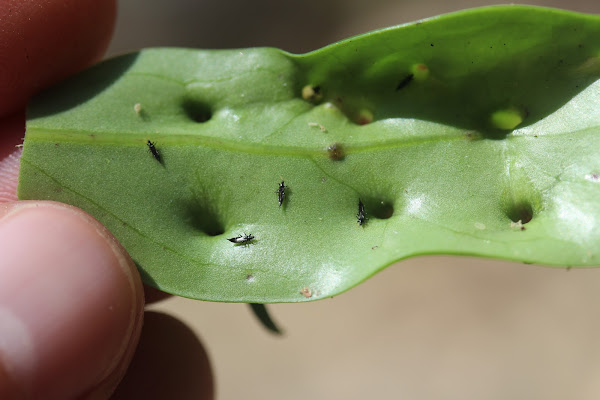 tubular gall | Project Noah