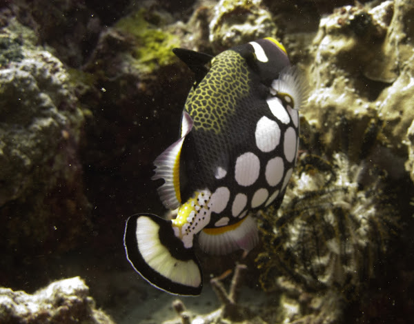 Clown Triggerfish | Project Noah