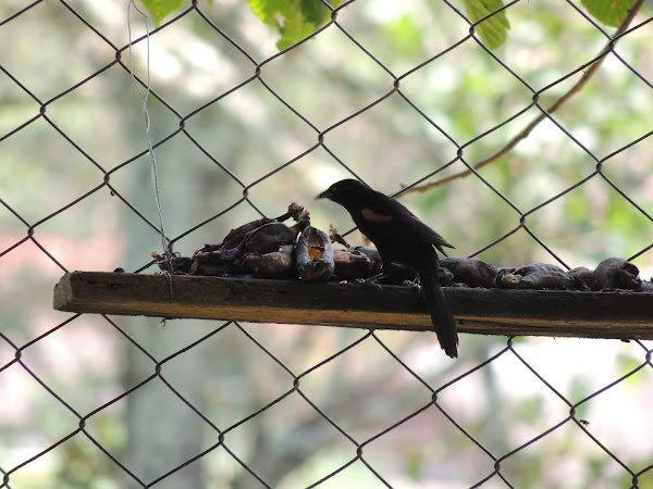 Variable Oriole | Project Noah