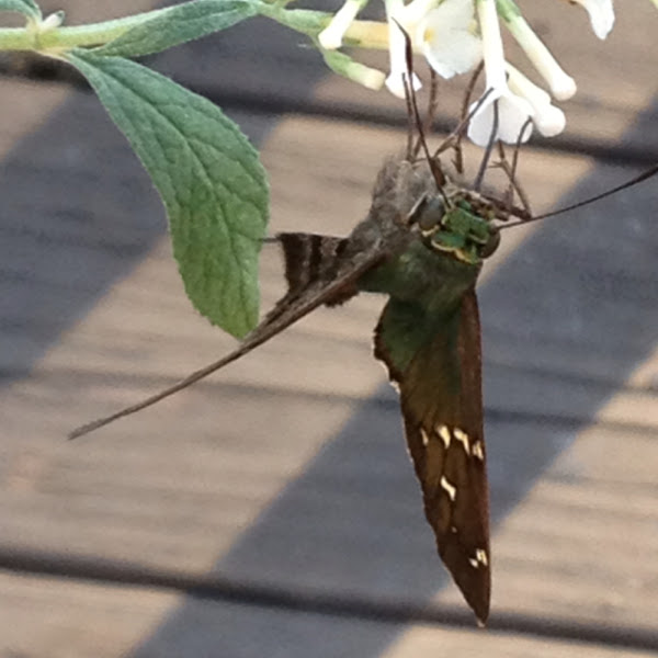 Long-tailed Skipper | Project Noah