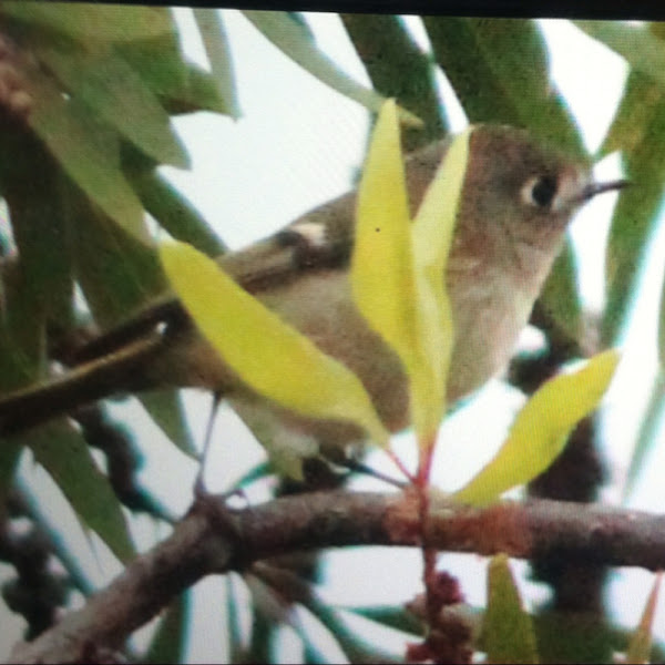 Ruby-crowned Kinglet | Project Noah
