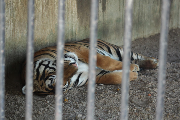 Tiger | Project Noah