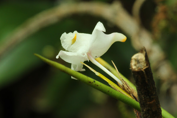 orchid | Project Noah