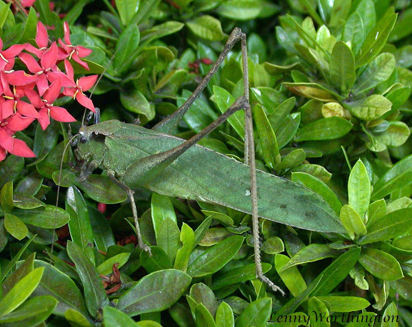 Large Dry Leaf Katydid | Project Noah