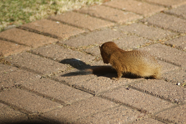 Slender Mongoose | Project Noah