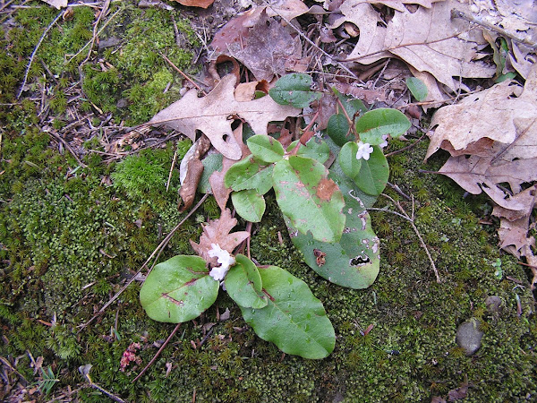 Trailing Arbutus | Project Noah