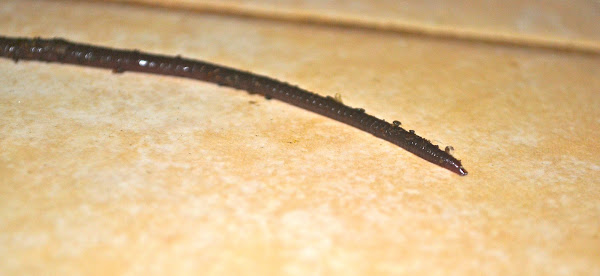 Millipede, leech? | Project Noah