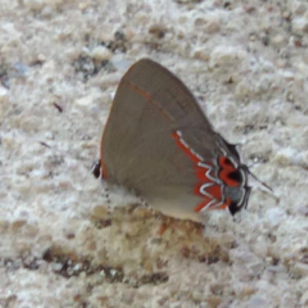 Dusky-blue Groundstreak | Project Noah