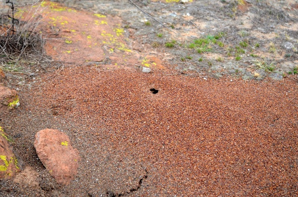 Anthill | Project Noah