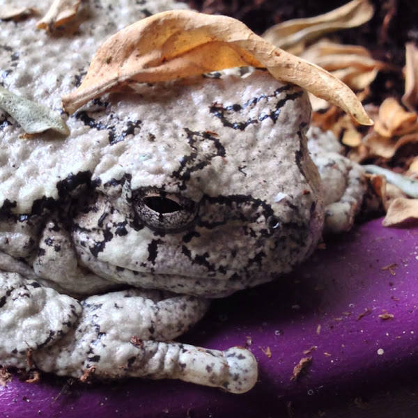 Gray treefrog | Project Noah
