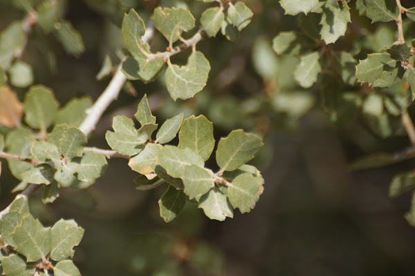 Turbinella Oak | Project Noah