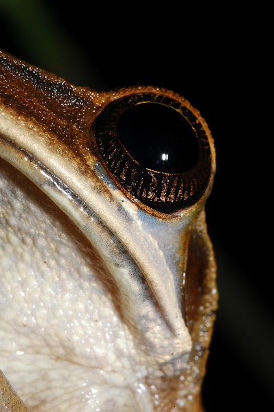 Common Bromeliad Treefrog | Project Noah