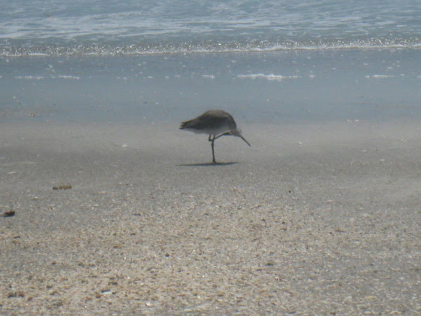 Willet | Project Noah