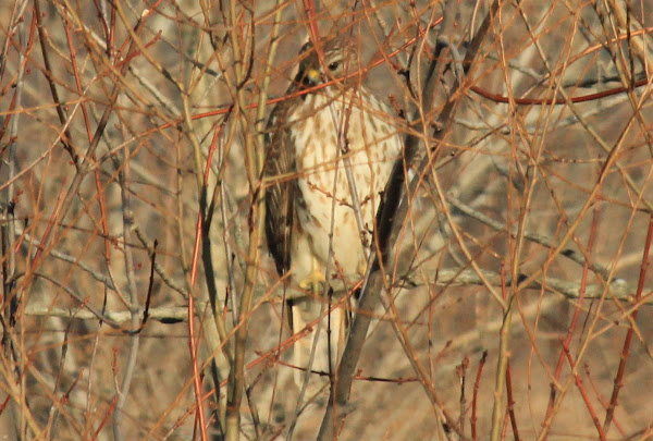 Red-Tailed Hawk | Project Noah