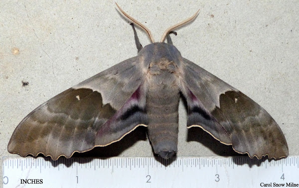 Modest Sphinx Moth | Project Noah