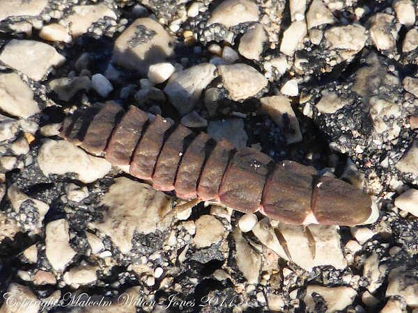 Firefly Beetle larva | Project Noah